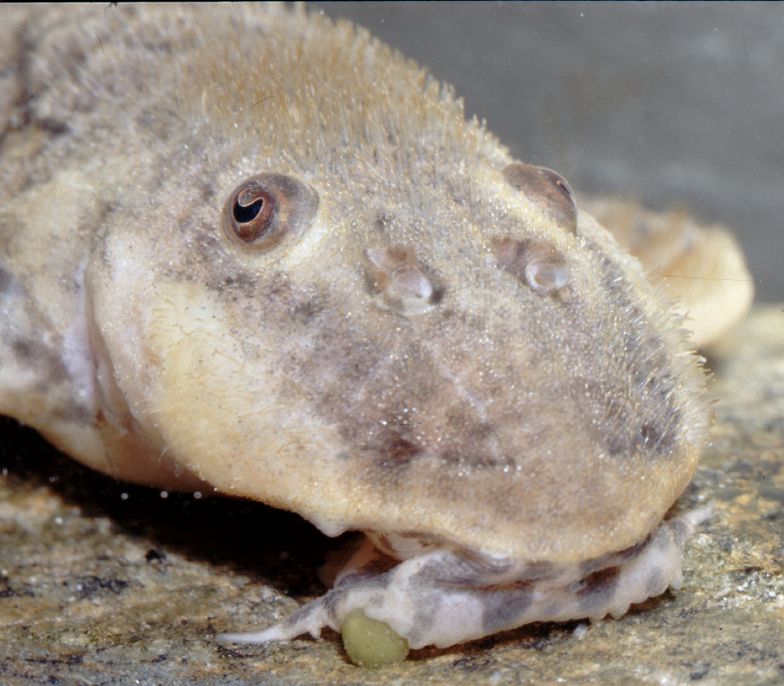 Hemiloricaria eigenmanni III